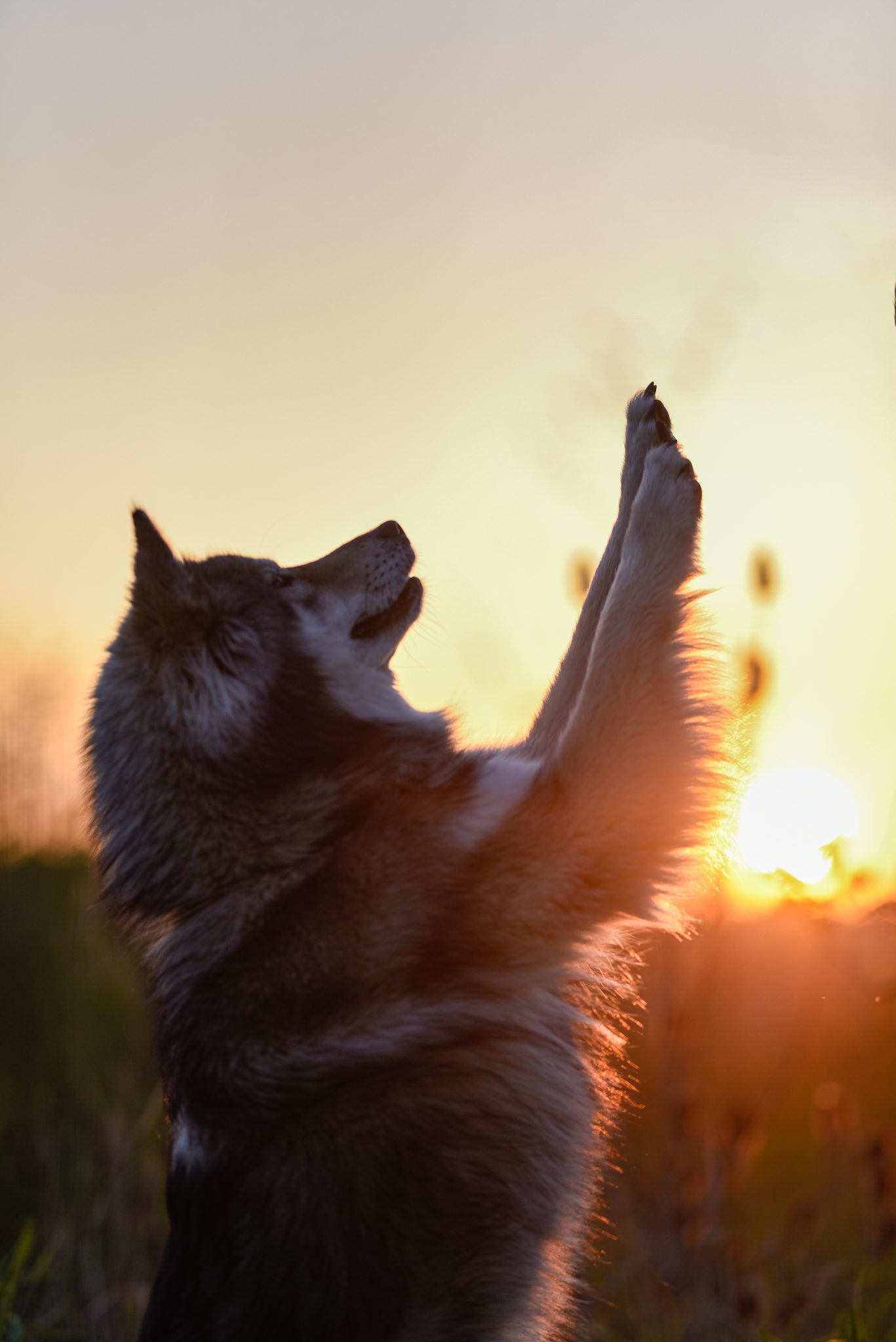 Ein Wölfchen erkundet die Welt. Bislang 8 Länder bereist.