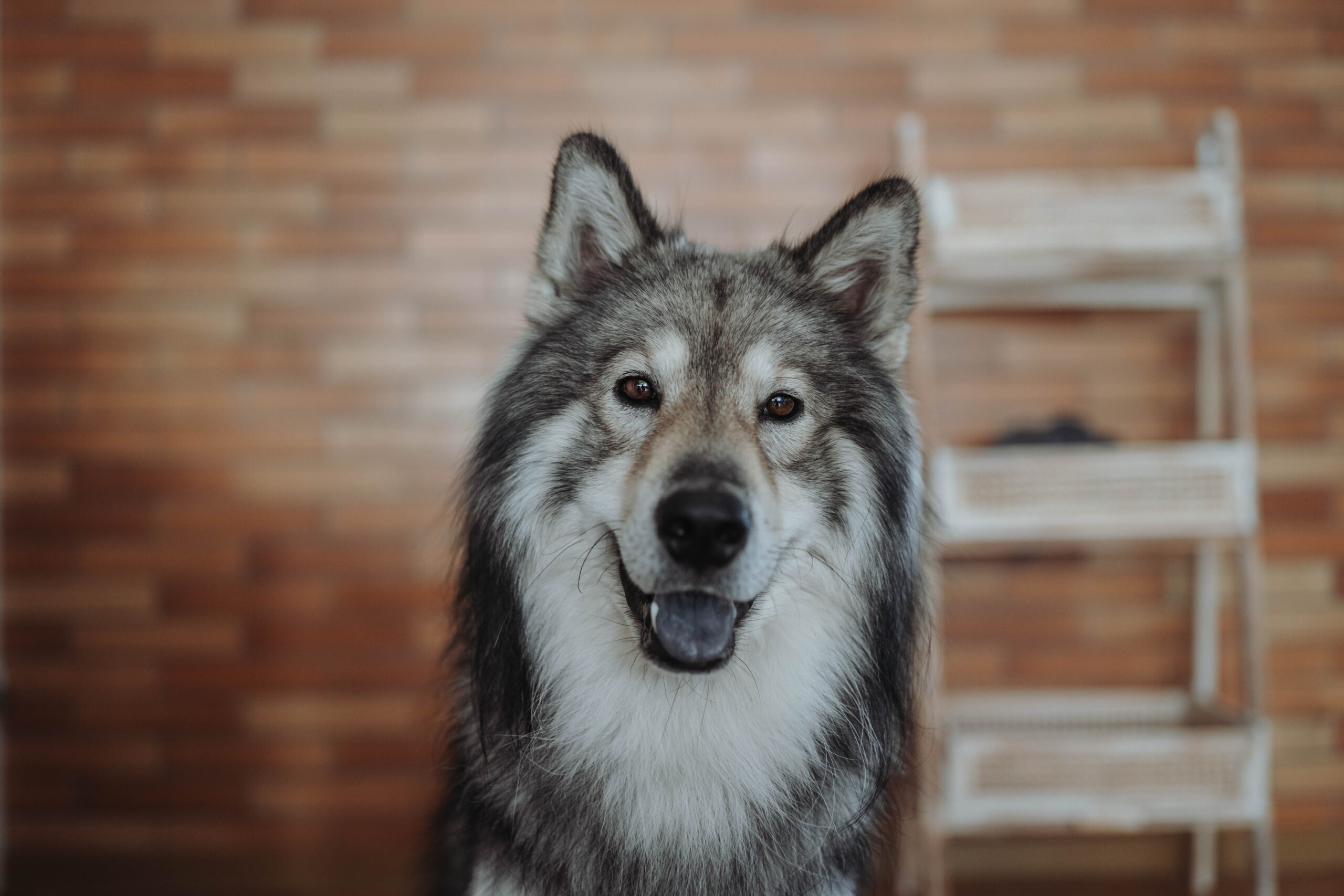 Ernährung mit BARF - Verwolft
